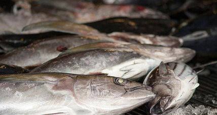 Why Hawaii is hand-feeding squid and fish to baby birds - CSMonitor.com