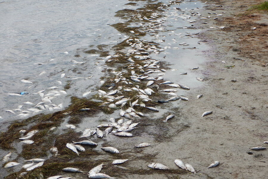 What's making all those fish off Florida's coast die? - CSMonitor.com