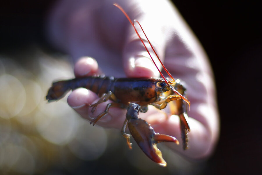 Are baby lobsters cooked? Rising temperatures threaten Maine's icon ...