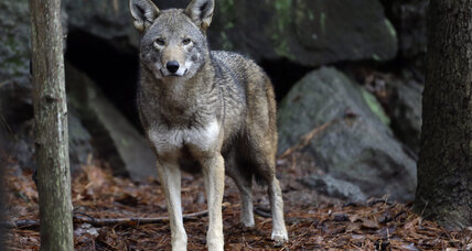 Wolf dogs find haven in New Hampshire sanctuary - CSMonitor.com