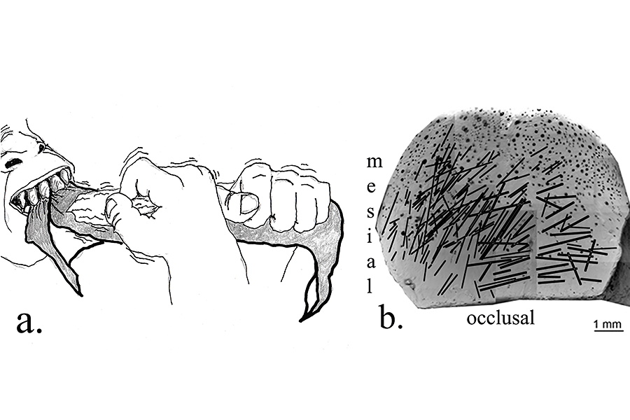 Scientists say they have found the oldest right-handed human ...