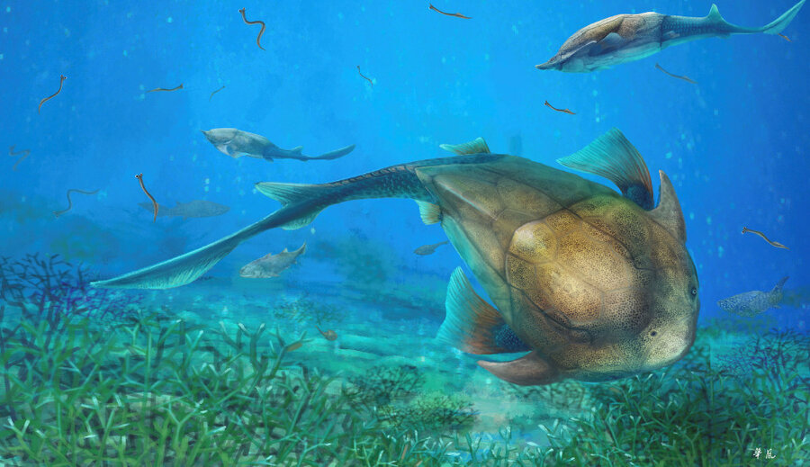 423-million-year-old fish fossil sheds light on evolution of animals ...