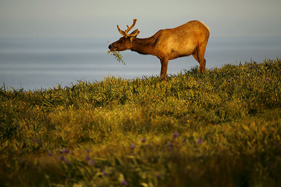 Elk Animal
