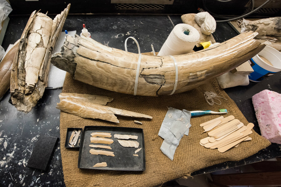 Michigan mammoth bones: Lessons about early North American settlers ...