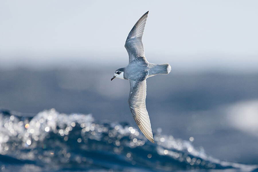 What makes plastic trash seem so tasty to seabirds? - CSMonitor.com