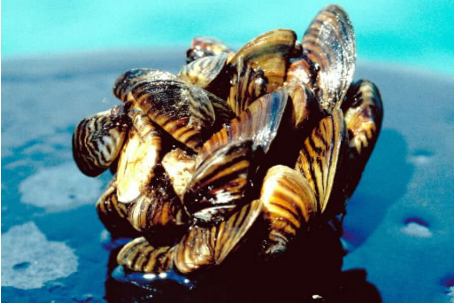 How dogs sniff out invasive species of mussel in Montana - CSMonitor.com