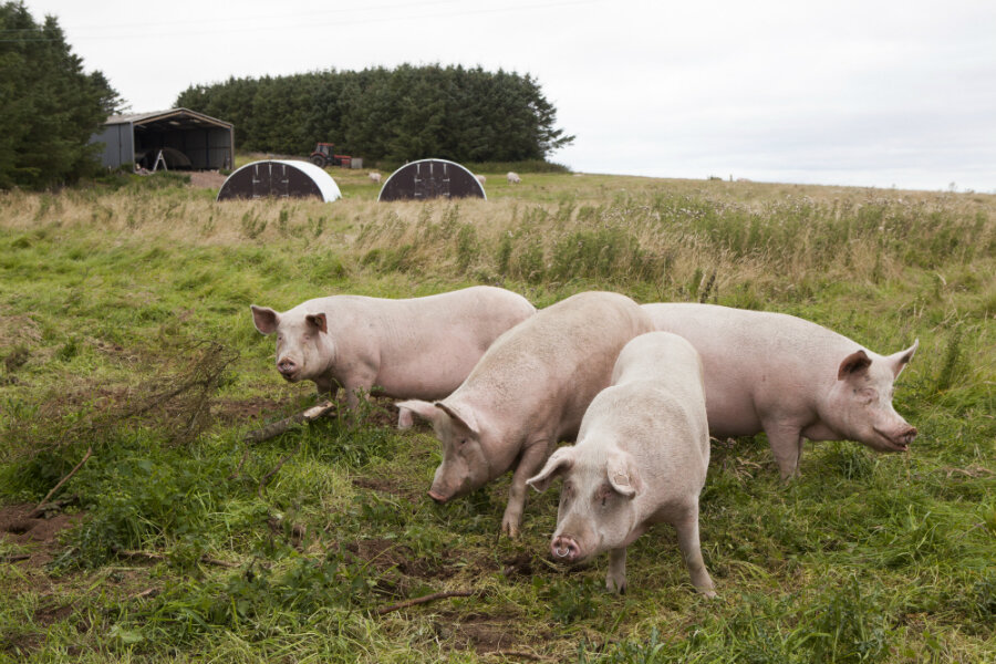 Why are some pigs more optimistic than others? - CSMonitor.com