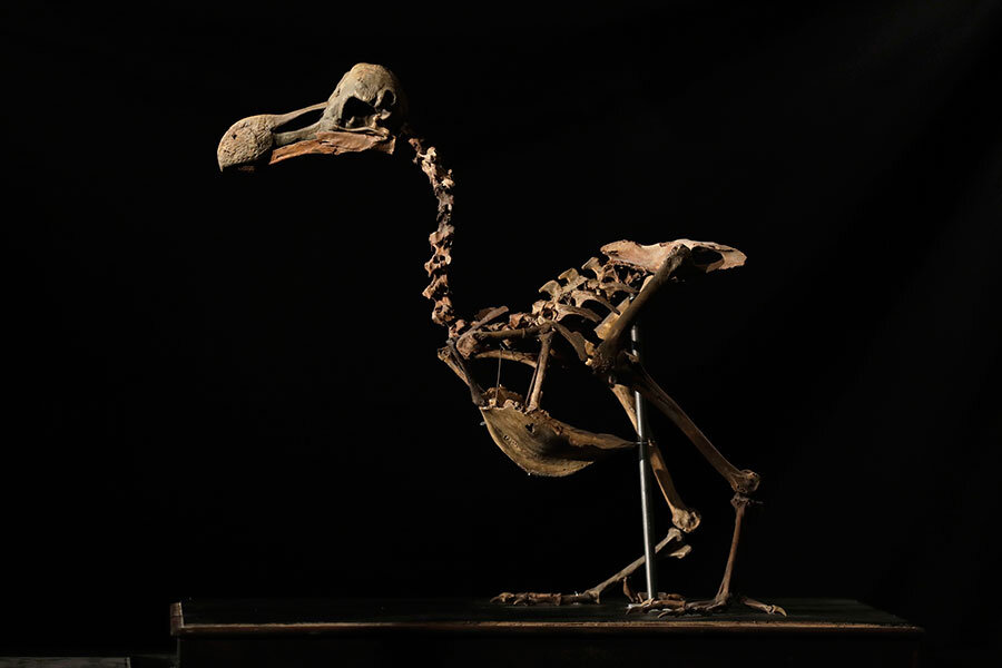 Dodo skeleton auctioned off for $430,000. Why does the bird fascinate ...
