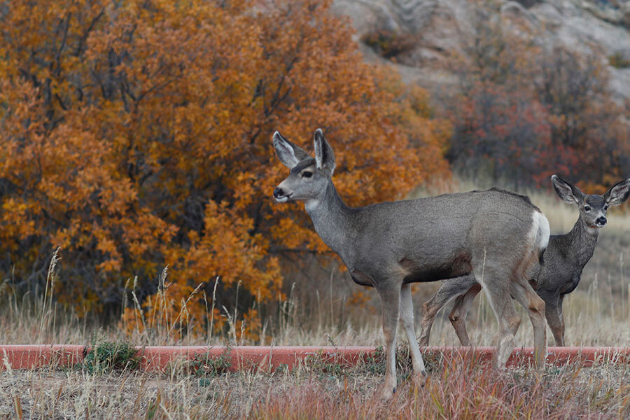 'Predator control': Should Colorado kill its bears to save its deer ...