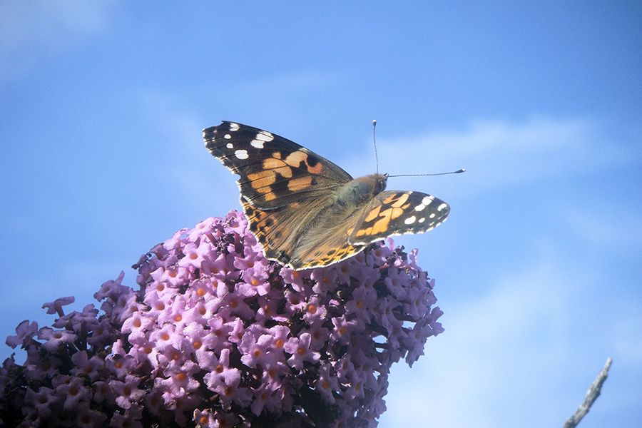Trillions of winged migrants take to British skies - CSMonitor.com