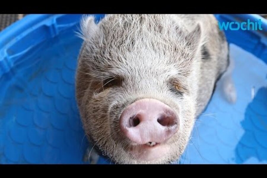 SFO recruits adorable therapy pig to soothe tense travelers - CSMonitor.com
