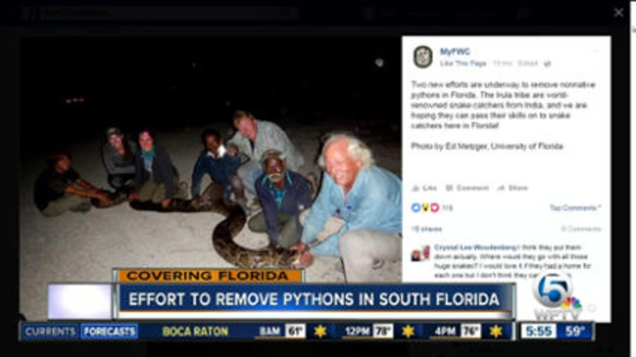 To catch a python: Florida hires Indian tribesmen to root out invasive ...