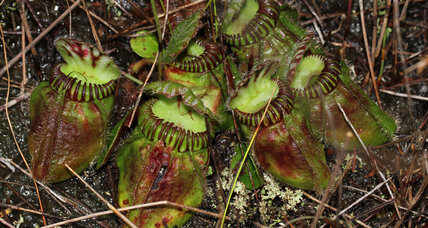 Pitcher plants are native, carnivorous, and fun to grow - CSMonitor.com