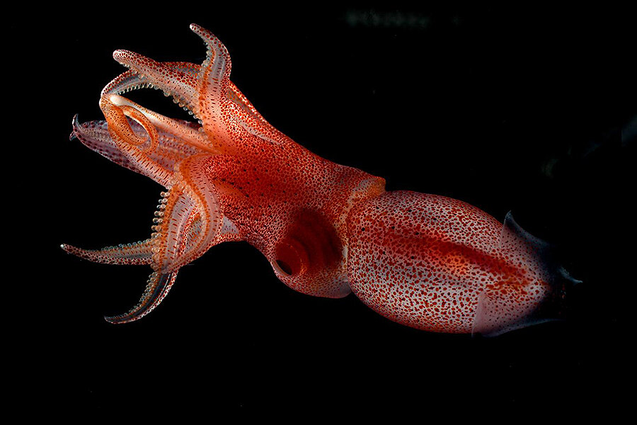 How this cockeyed squid shines a light on deep sea evolution ...