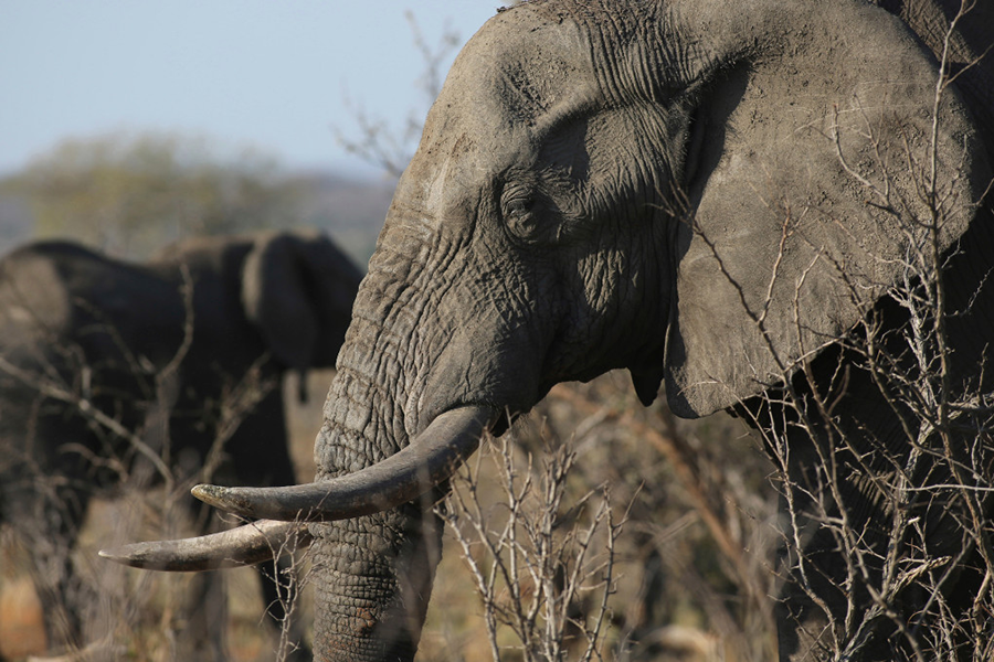 What will it take to keep elephants safe? - CSMonitor.com