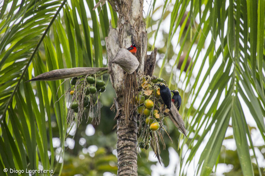 Can a new study on trees change the conversation about Amazon ...