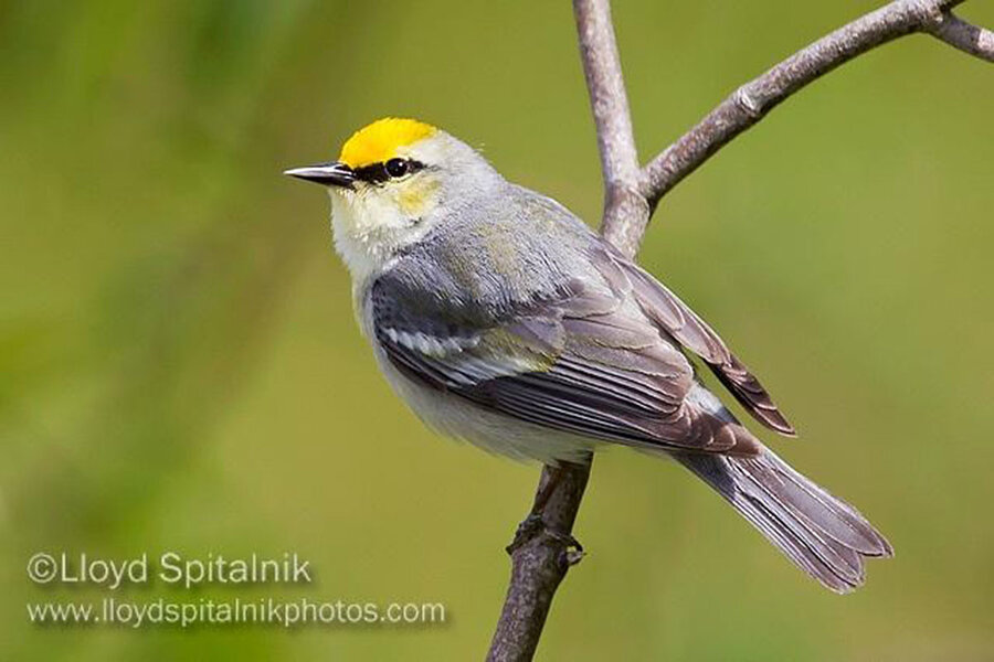 What is a species? Ornithologists consider ways to define it ...