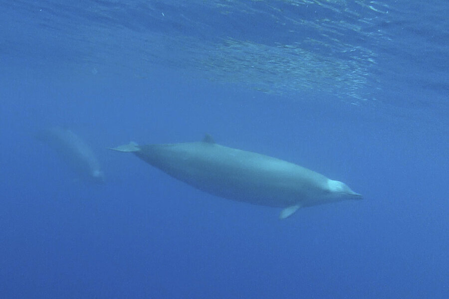 First-time video captures rare True's beaked whale up from the depths ...