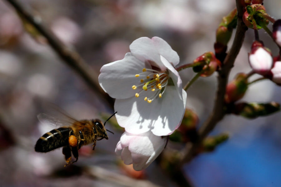 The Cheerios bee rescue: Can corporations help save pollinators ...