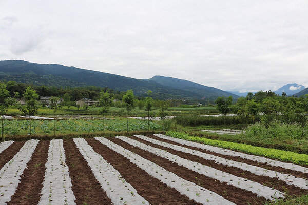 China spent $100 billion on reforestation. So why does it have 'green ...
