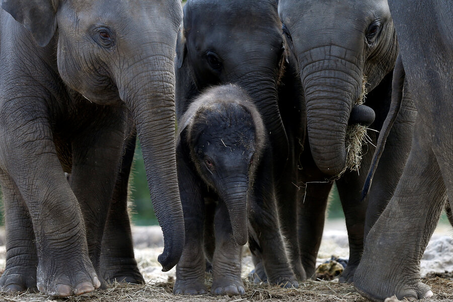 A steady forward march for captive elephants - CSMonitor.com