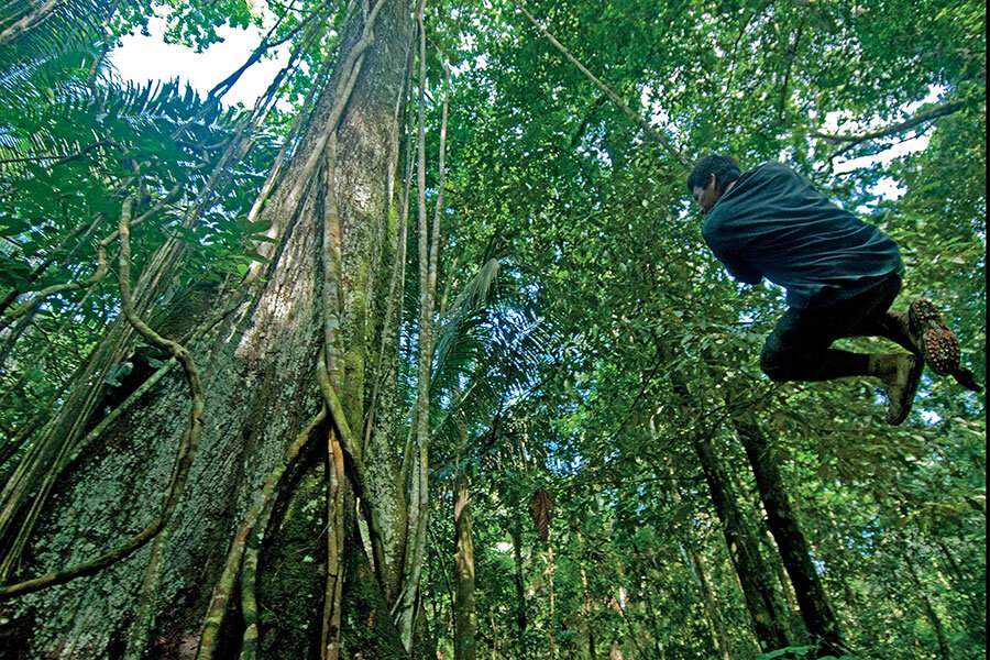 Forest gumption: How scientists are tapping everything from drones to ...