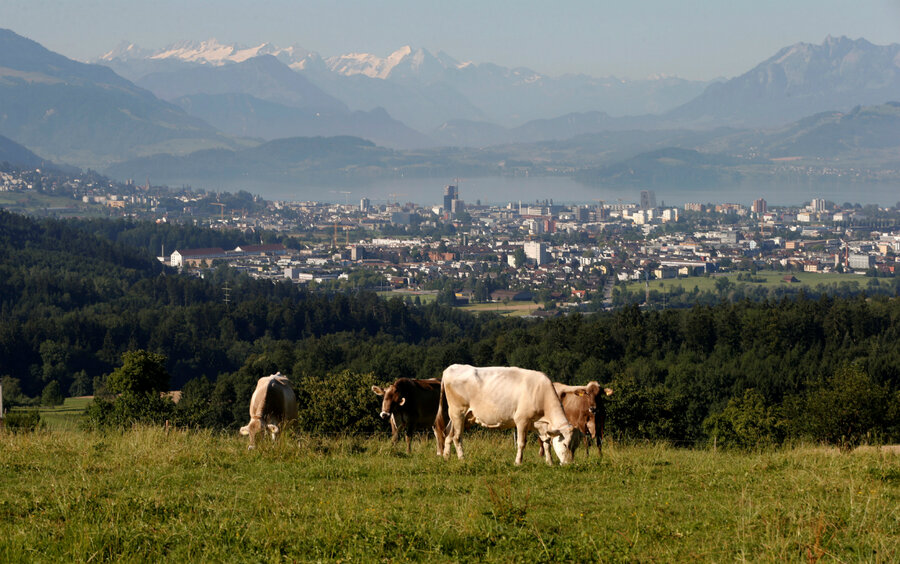 In global warming fight, new tactics to make cows burp less - CSMonitor.com