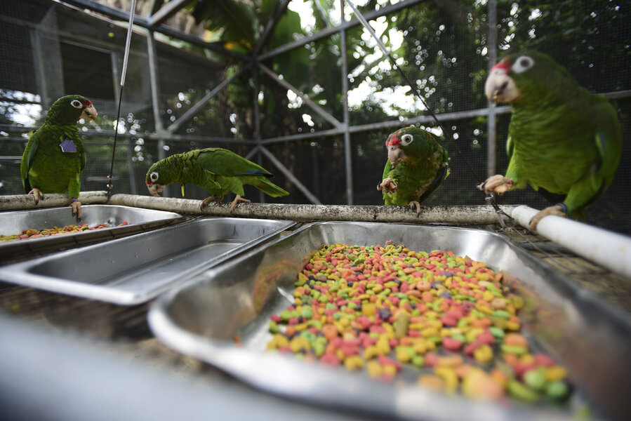 Puerto Rican scientists work to save endangered parrots after Maria ... Puerto Rican scientists work to save endangered parrots after Maria ...