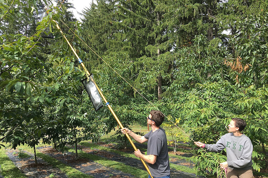 GMO could bring back the American chestnut. But should it? - CSMonitor.com