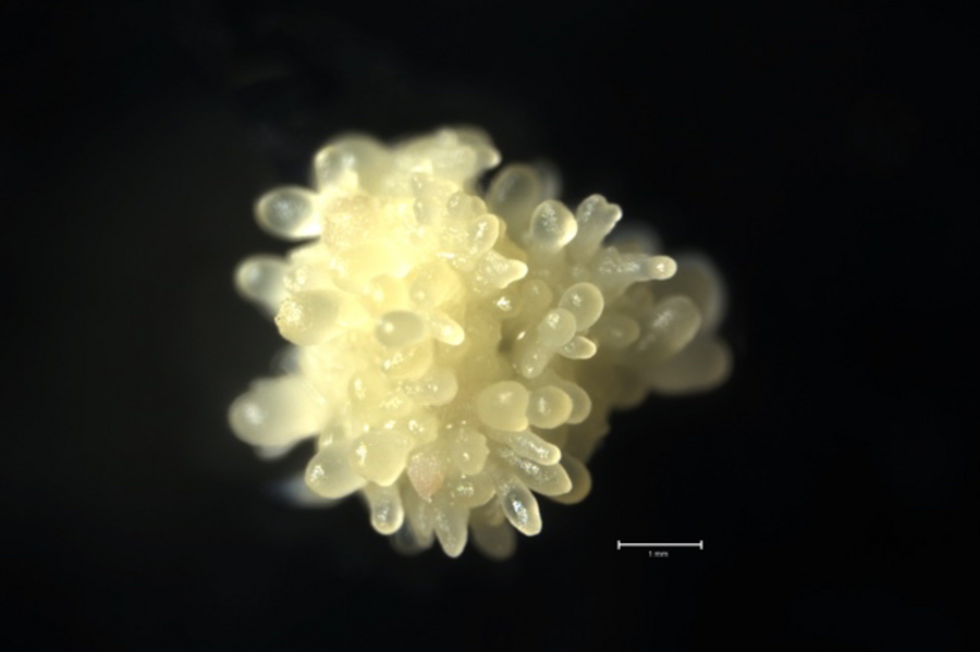 GMO could bring back the American chestnut. But should it? - CSMonitor.com