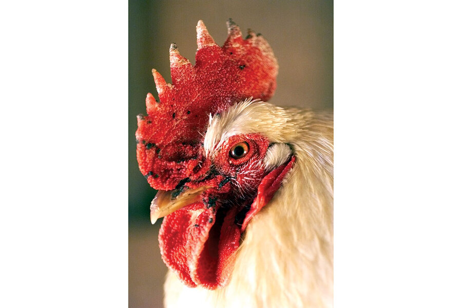 Too many chickens to count - CSMonitor.com
