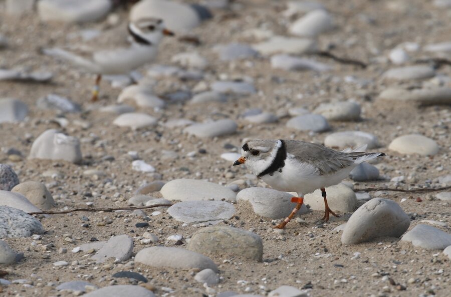 Endangered shorebirds threatened by rising Great Lakes - CSMonitor.com