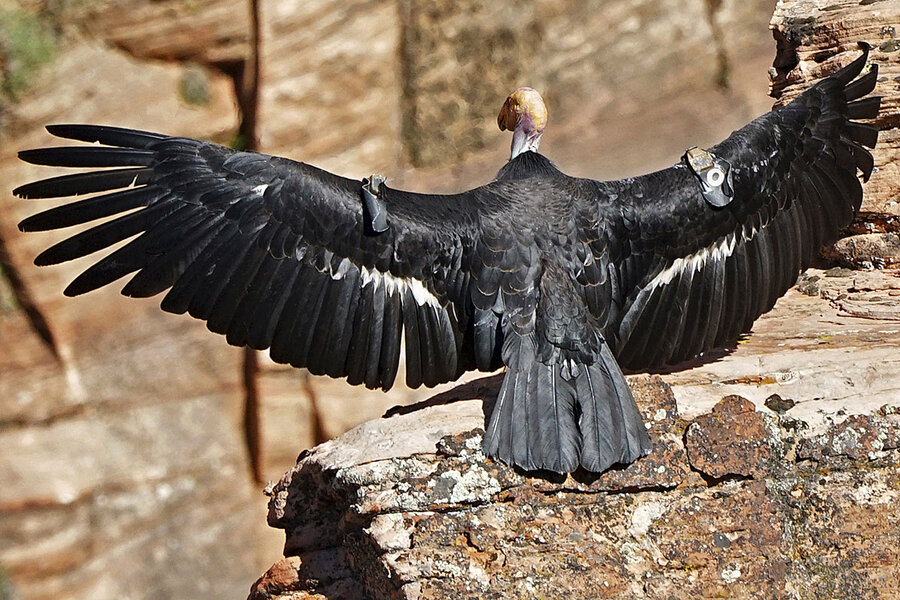 Return of a real big bird: 1,000th condor chick is hatched