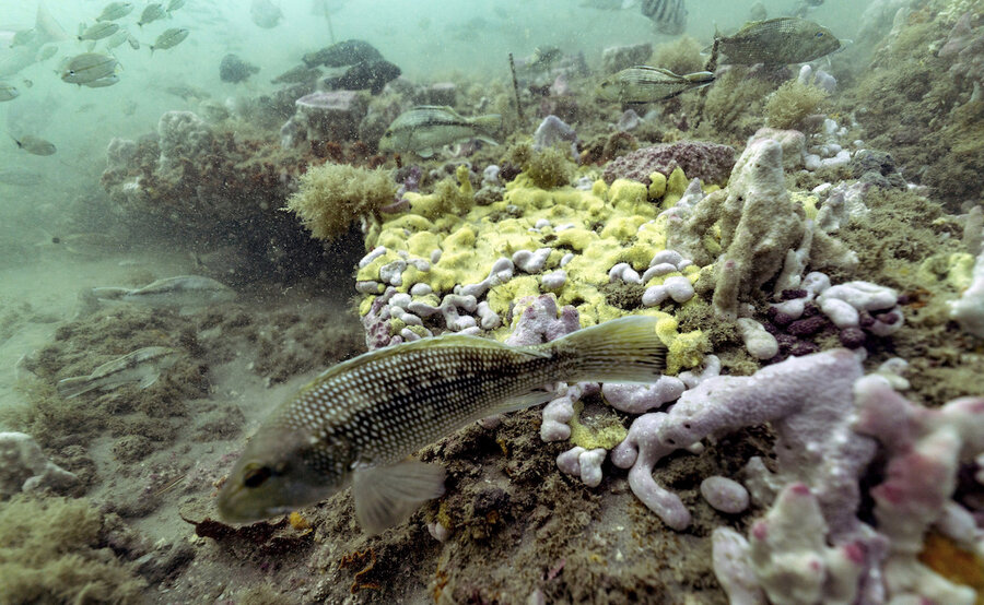 Gray's Reef serves as a model for ocean conservation - CSMonitor.com
