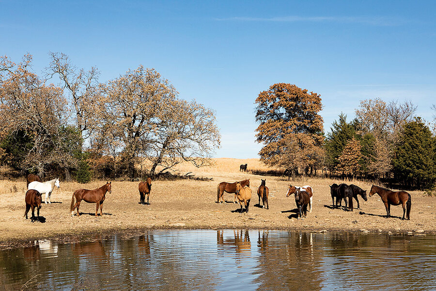 Mustangs and the American West. New plan seeks to protect the range ...
