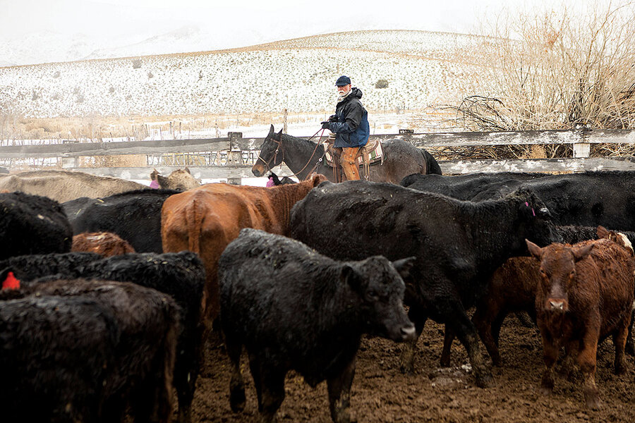 Mustangs and the American West. New plan seeks to protect the range ...