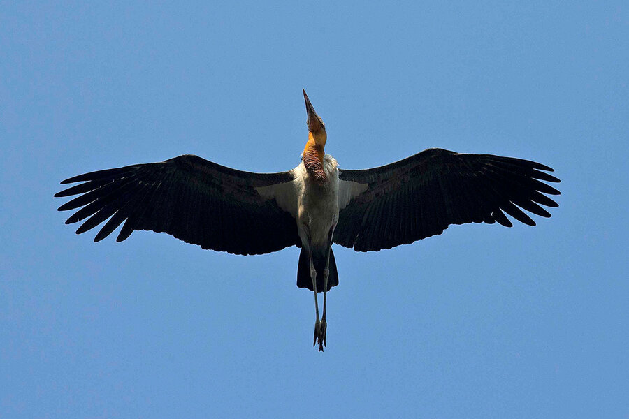 Purnima Devi Barman’s ‘army’ is saving India’s greater adjutant storks ...