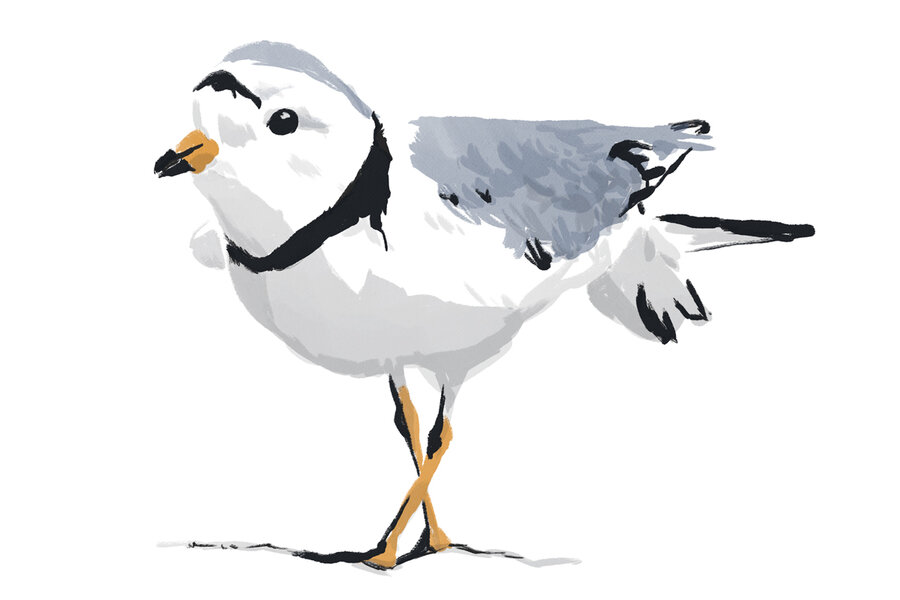 Piping Plover Drawing Endangered Piping Plovers Featured In New