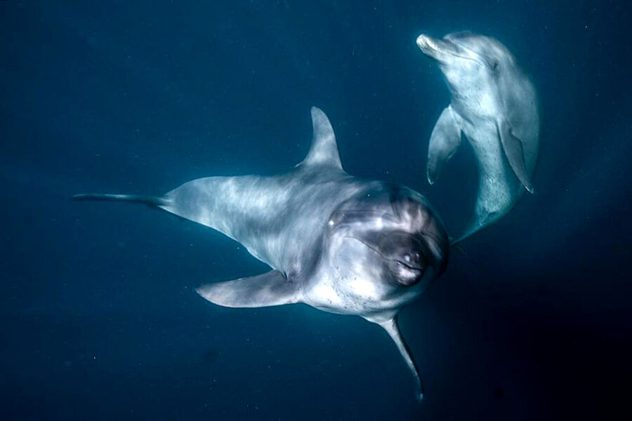 Progress watch: Where dolphins get a second chance at life - CSMonitor.com