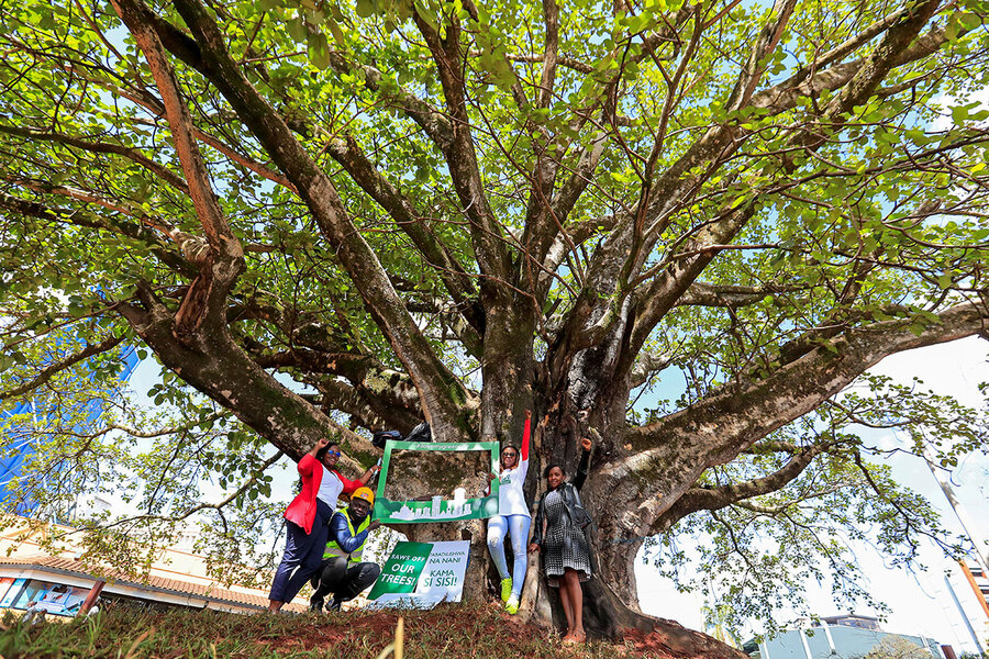 Urban forestry: An ancient tree wins out over a highway in Kenya