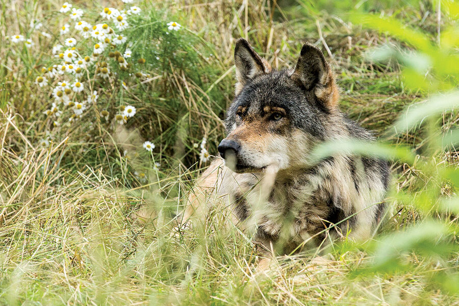 Peace on conservation lands: Armed conflict rare on well-managed land ...