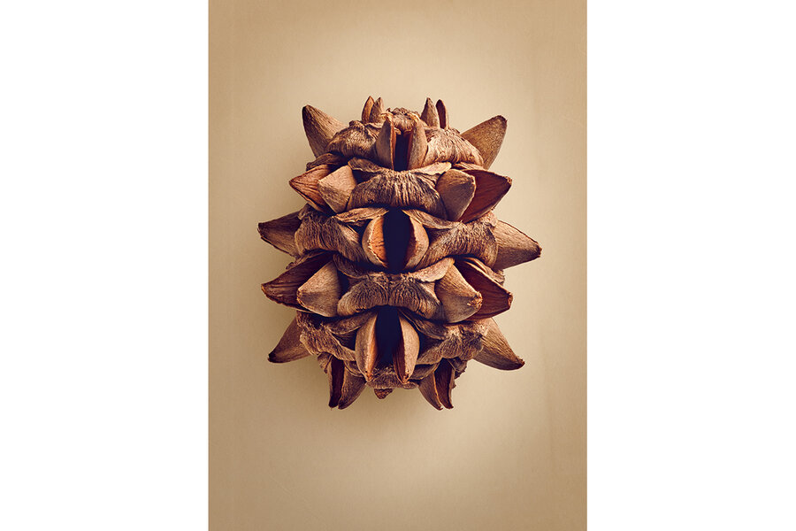 Levon Biss photographs tiny seeds, magnified a thousandfold - CSMonitor.com