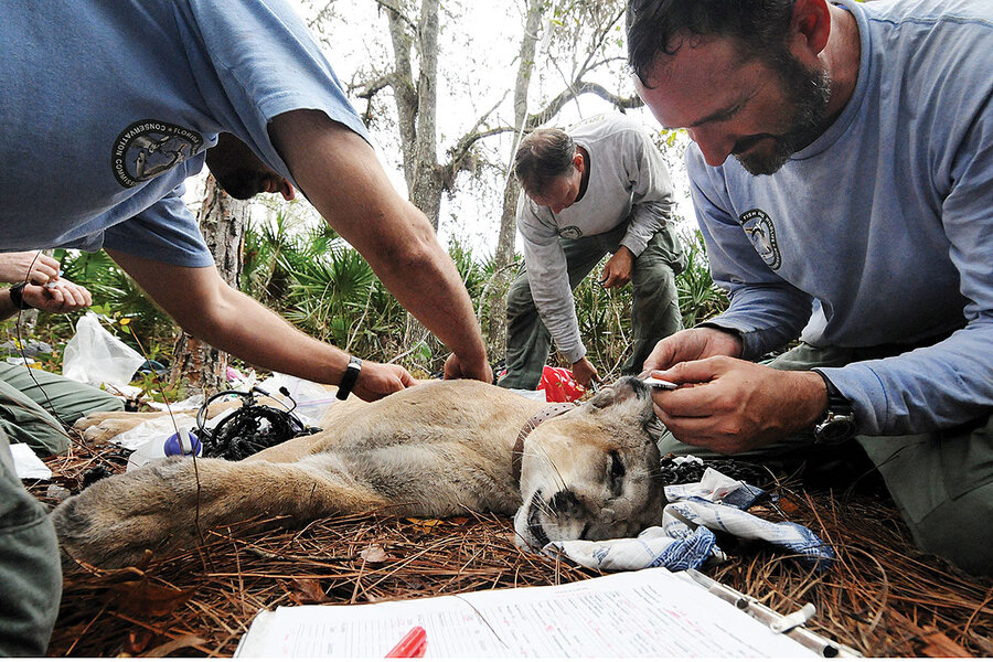 Florida’s panther population is growing. So is its human population ...