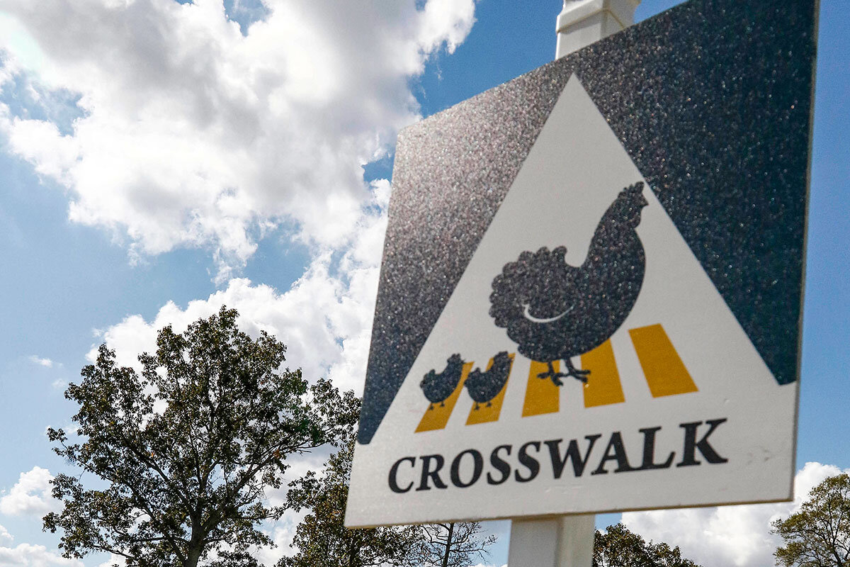 Super chicken: How Henry the hen became a preschool crossing guard