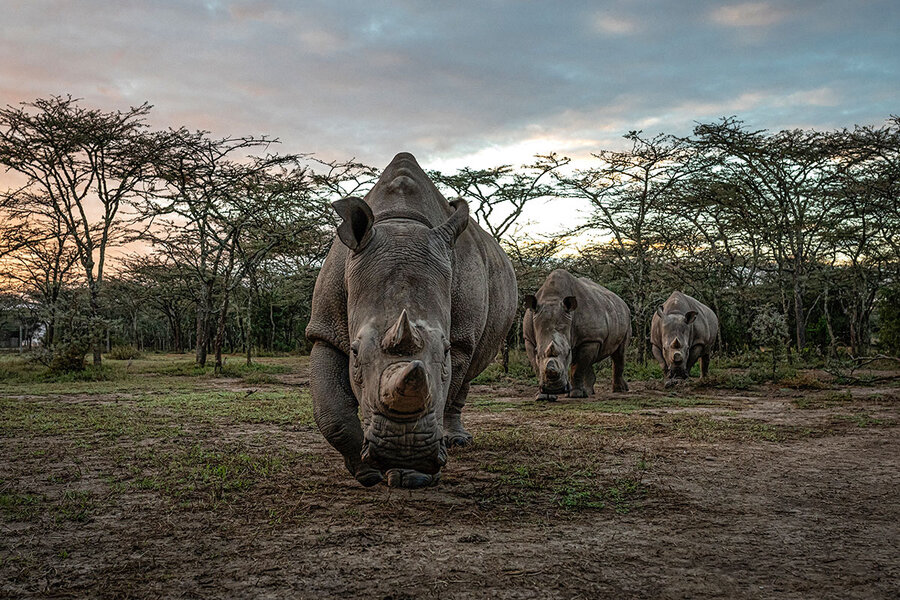 In Pictures: Inside the quest to save the northern white rhino ...