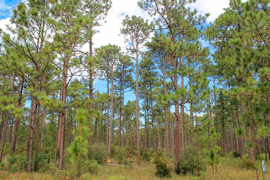 Longleaf Pine Tree Identification