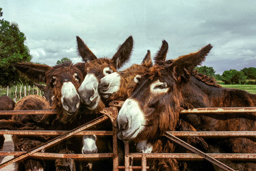 Hamilton the donkey and hope for heritage breeds