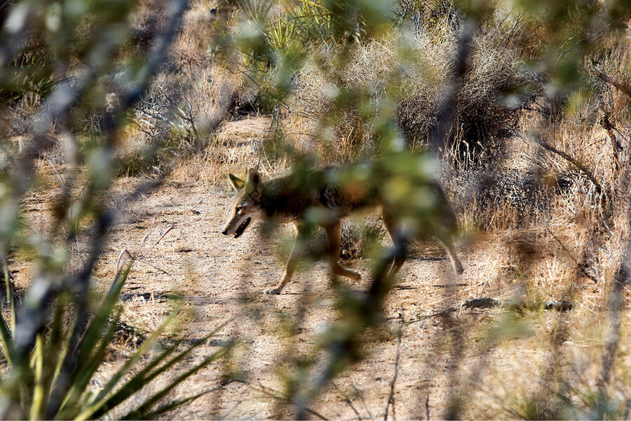 Joshua Tree in pictures: Visions and vistas in the high desert ...