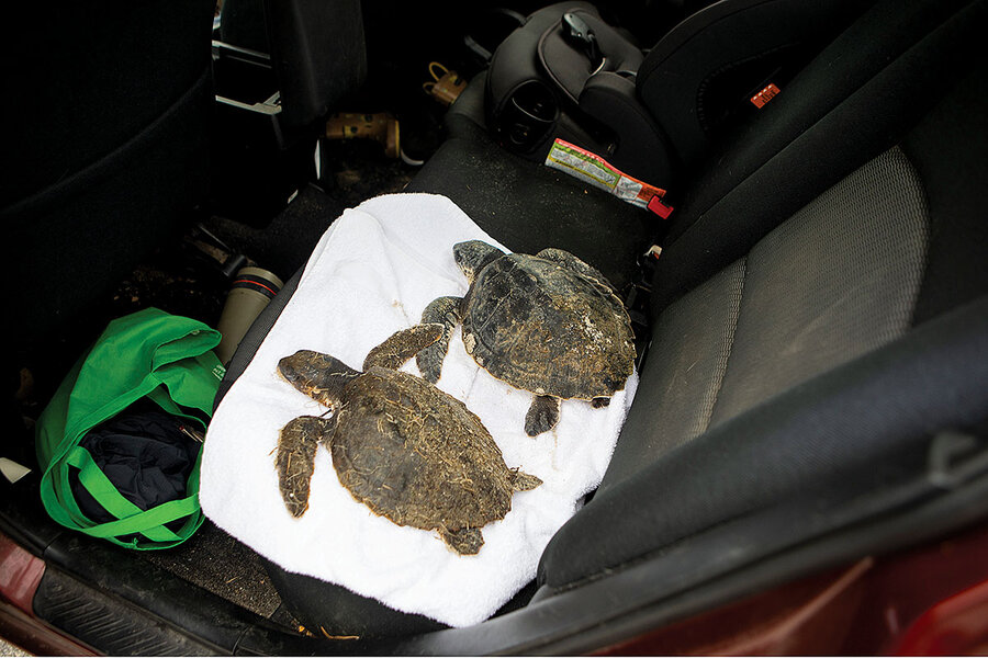 Sea turtle rescue: Volunteers turn strandings into happy endings ...