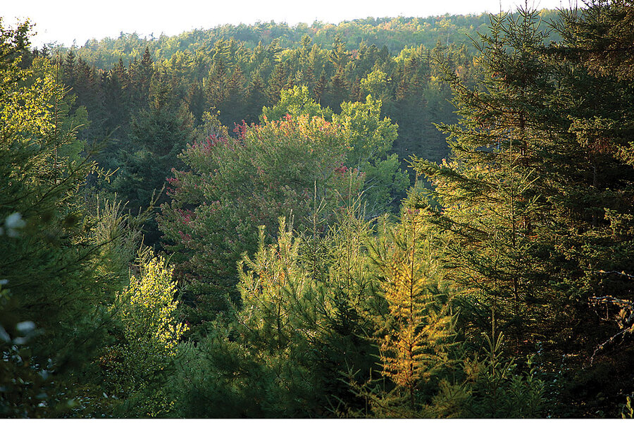 Saving Canada’s old-growth forests, one woodlot at a time - CSMonitor.com